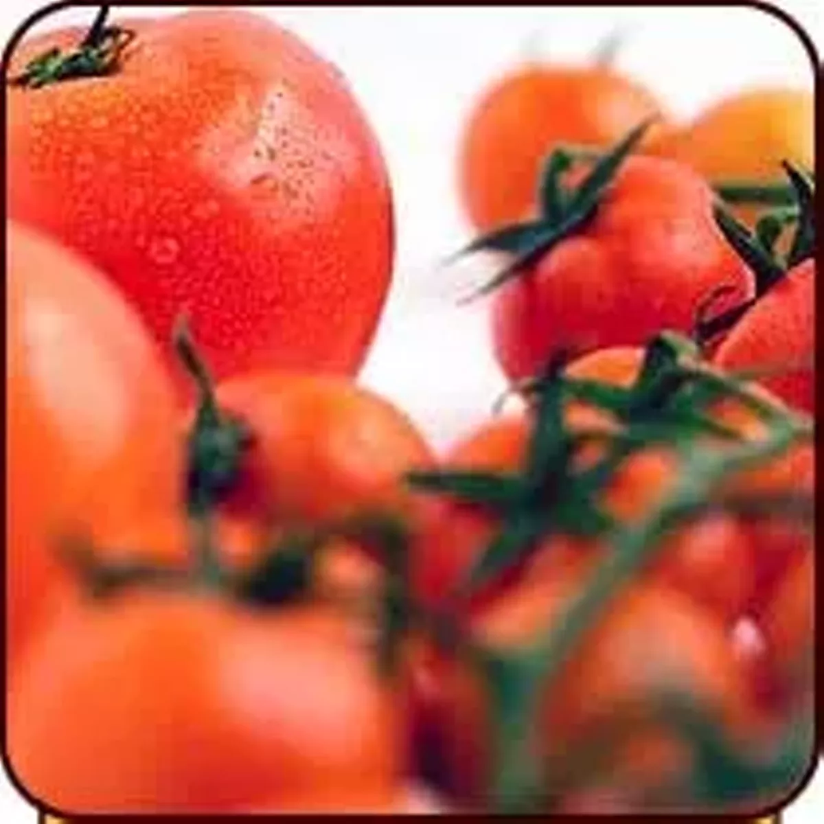 Tomatoes Lend Themselves to Many Forms of Competition